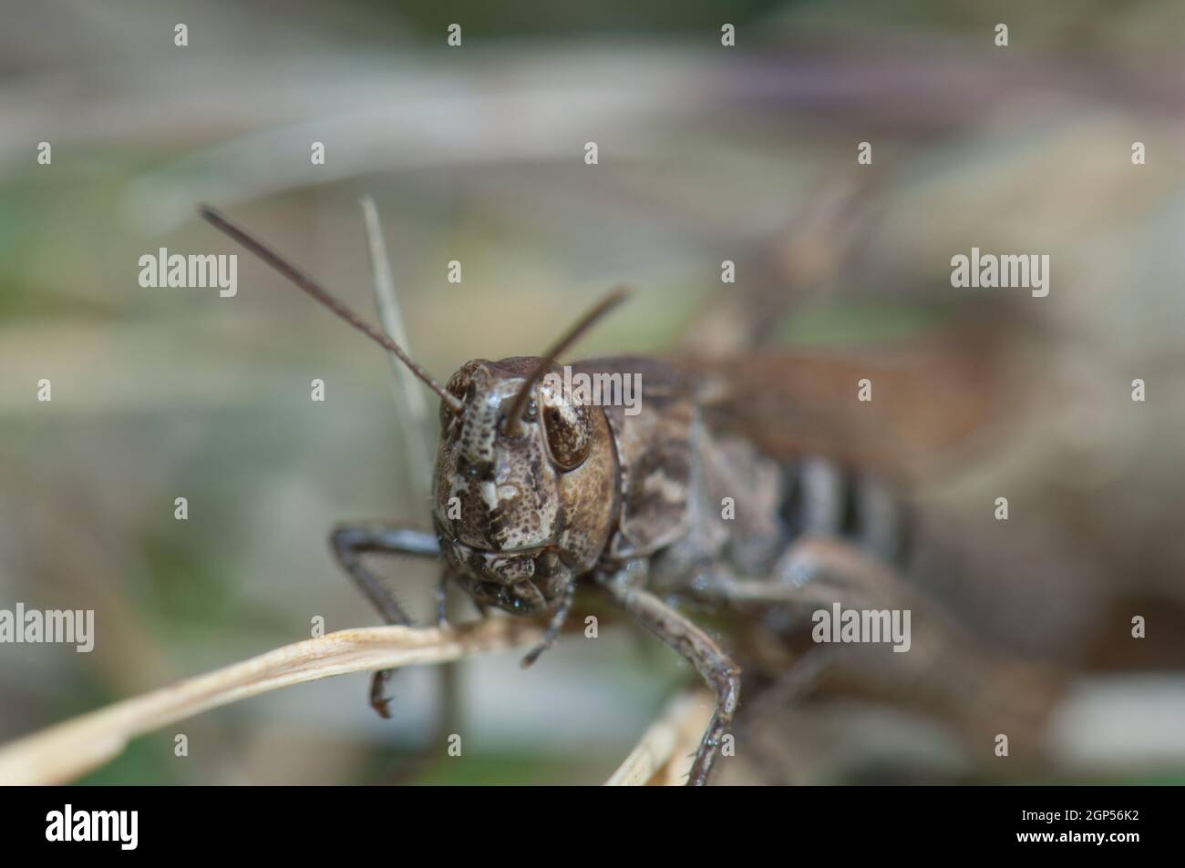 Female grasshopper Chorthippus sp biguttulus-group. Escuain Valley ...