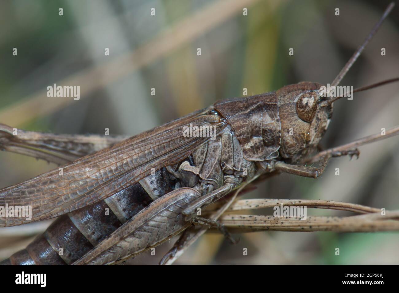 Female grasshopper Chorthippus sp biguttulus-group. Escuain Valley ...