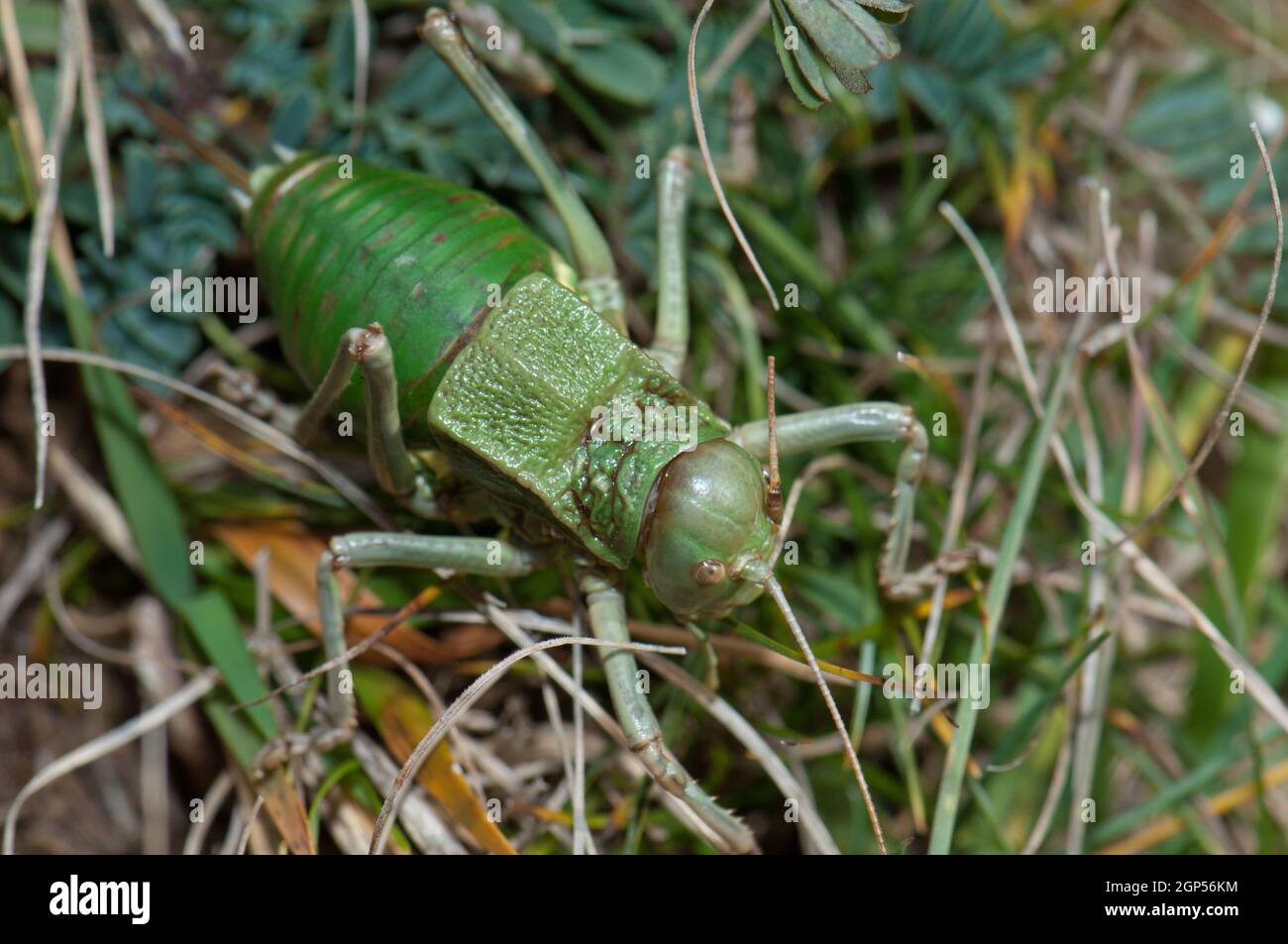 Grasshopper specimen hi-res stock photography and images - Alamy