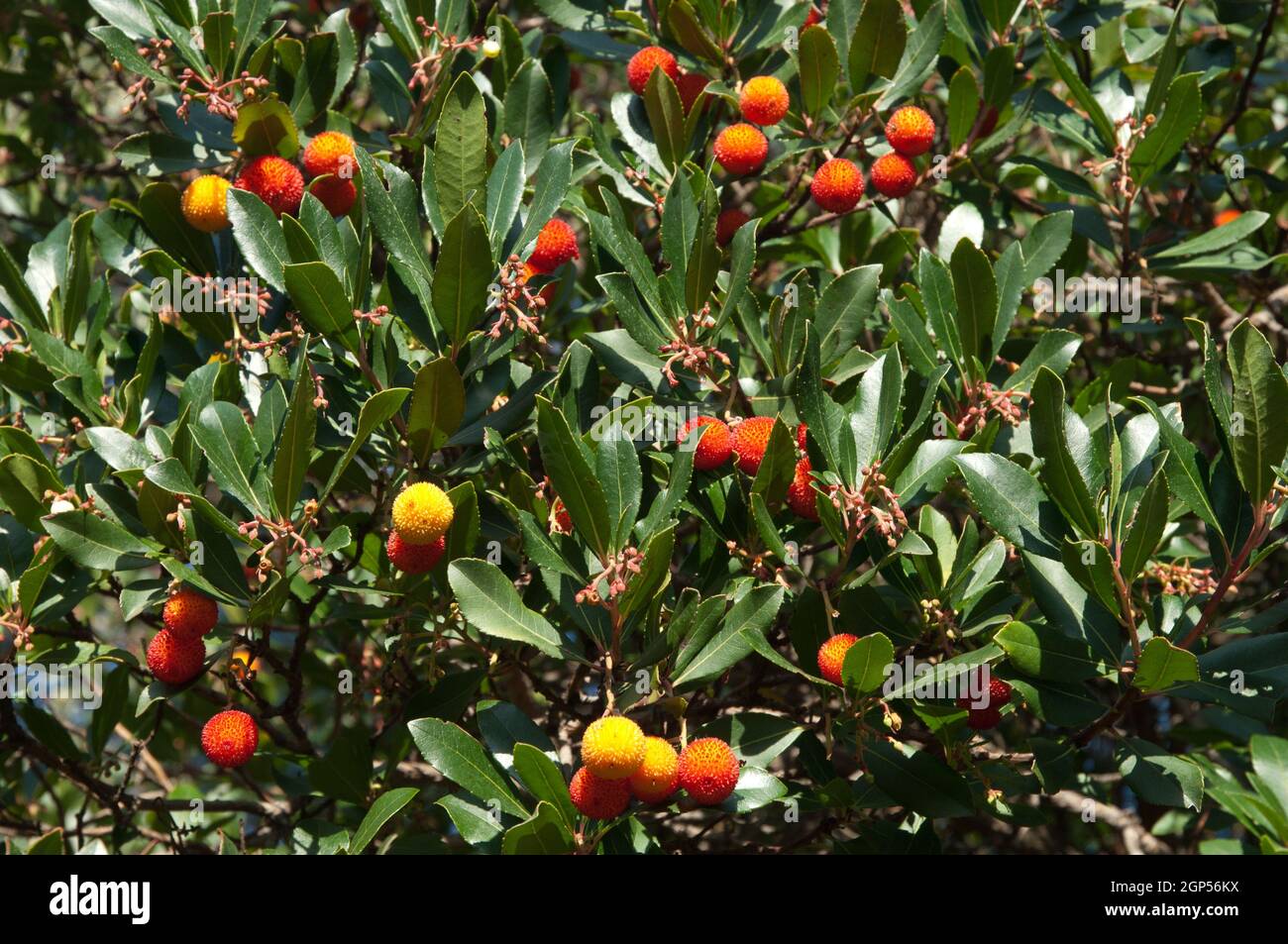 Branches of strawberry trees hi-res stock photography and images - Alamy