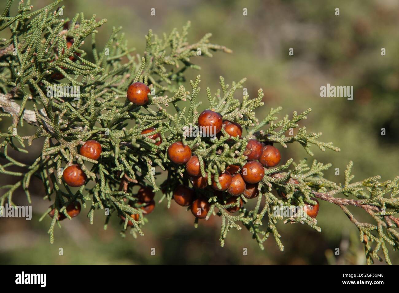 Cones and leaves of Phoenicean juniper Juniperus phoenicea. Natural ...