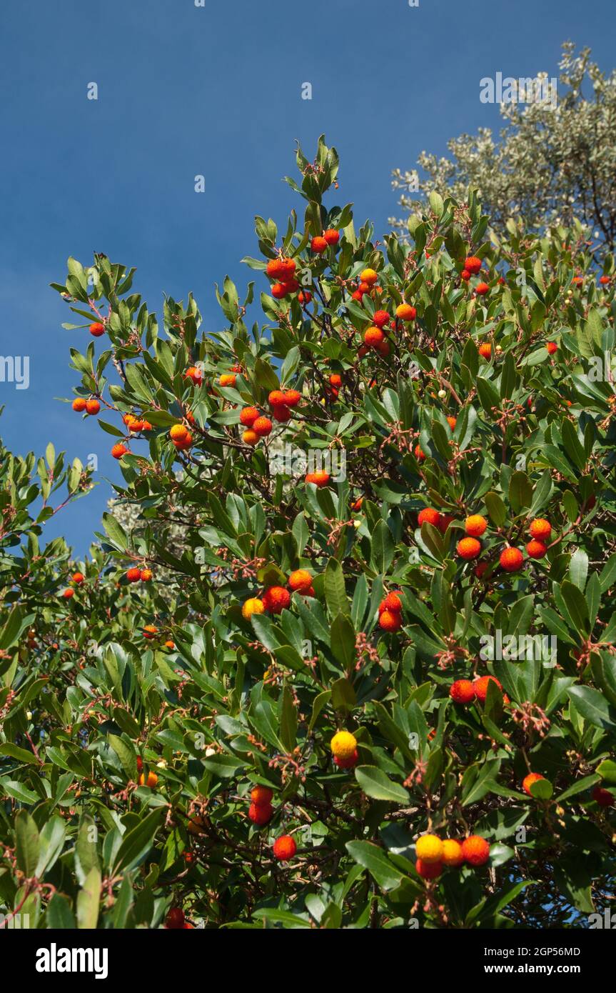 Strawberry tree Arbutus unedo with fruits. Guara mountains. Huesca ...