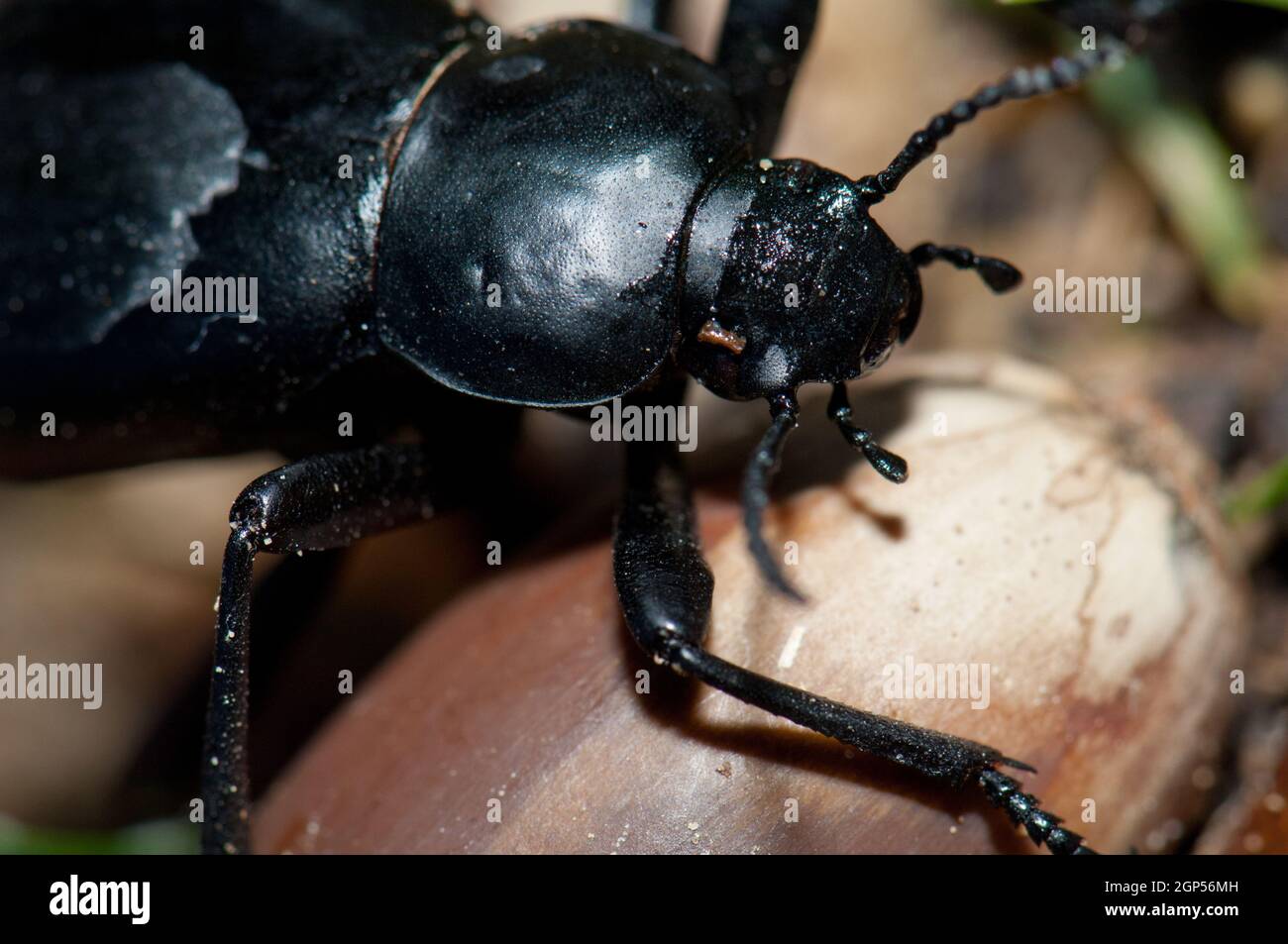 Beetle Blaps sp on the ground in Panzano. Guara Mountains. Huesca ...