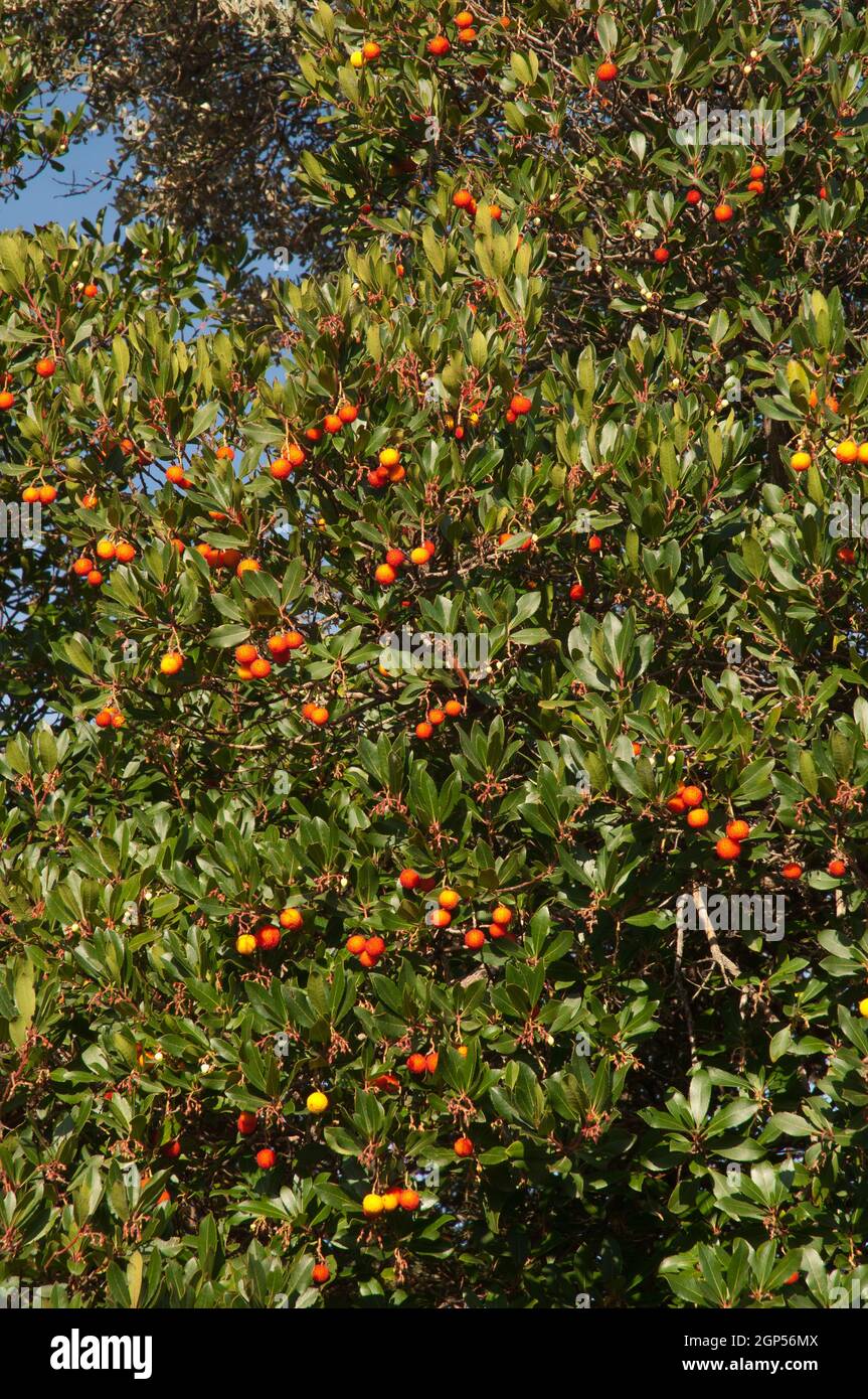 Strawberry tree Arbutus unedo with fruits. Guara mountains. Huesca ...