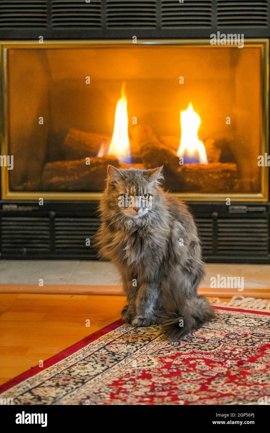 Fire living hi-res stock photography and images - Alamy