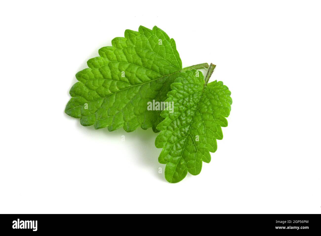 Fresh lemon balm leaves isolated on white background Stock Photo - Alamy