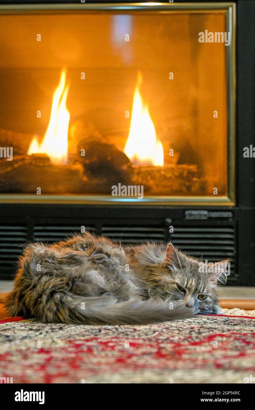 Cat, fireplace, warm fire, living room Stock Photo - Alamy