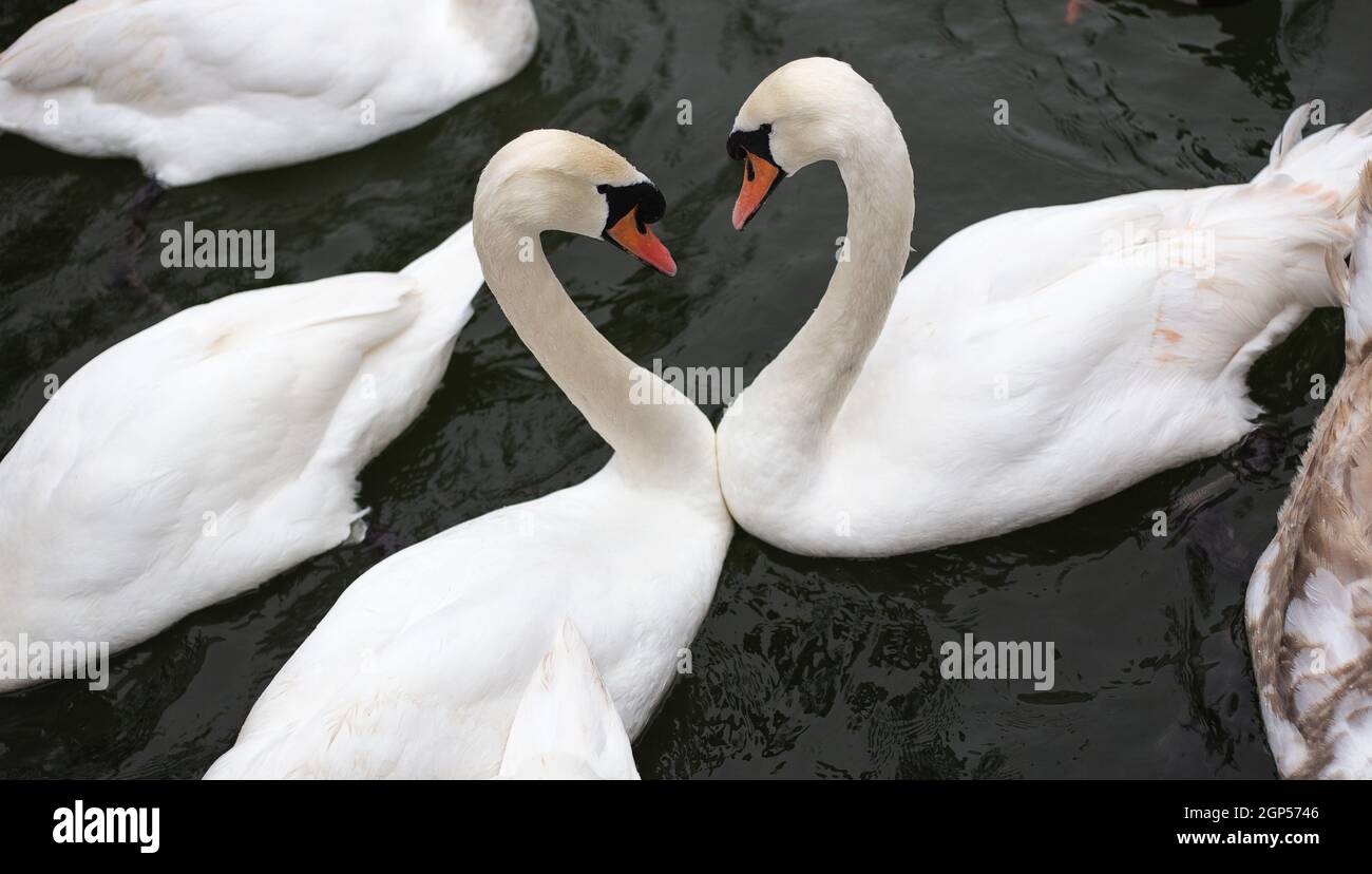 Two white swans, top view, symbol of love Stock Photo - Alamy
