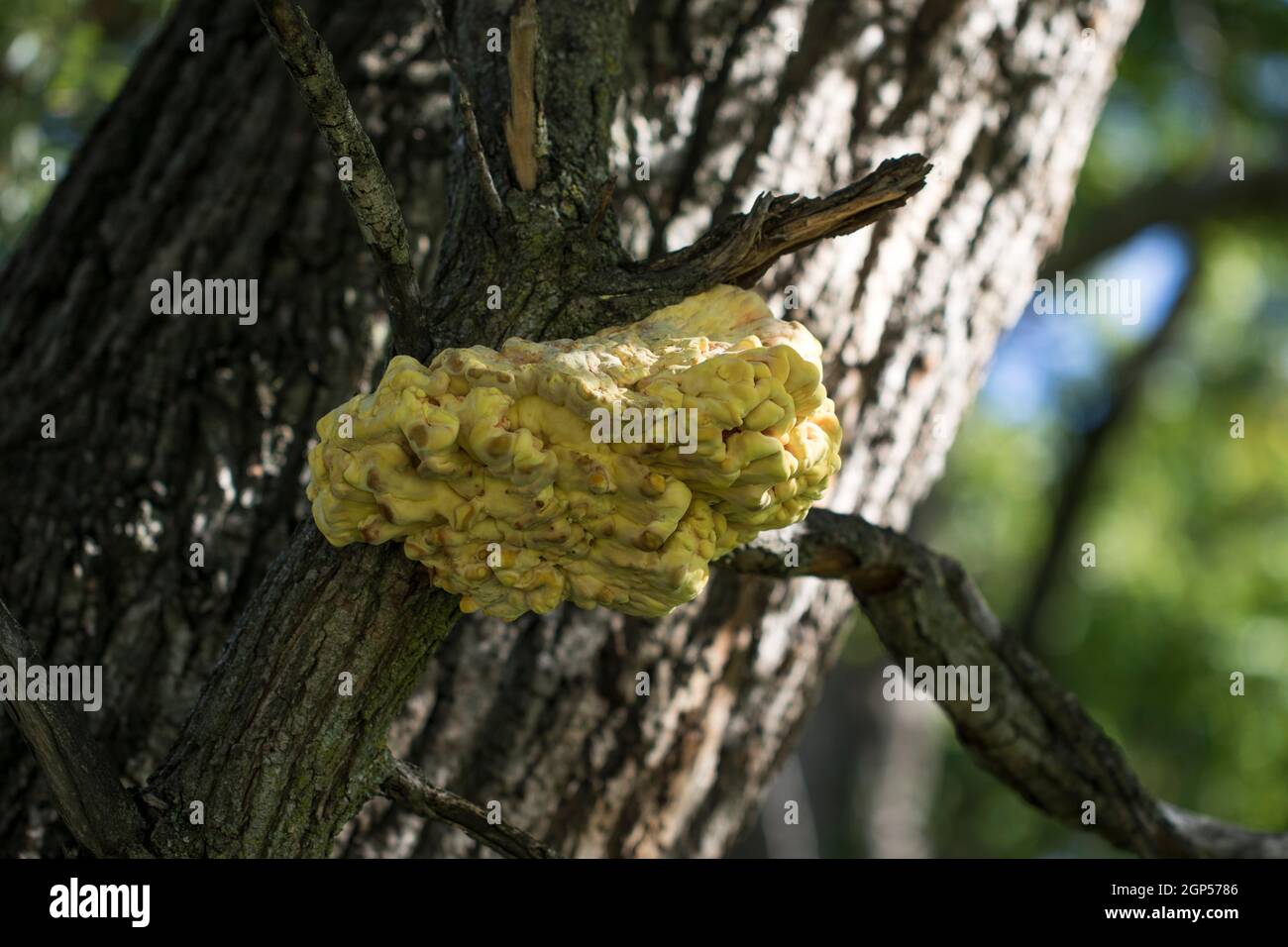 Yellow bracket fungus hi-res stock photography and images - Alamy