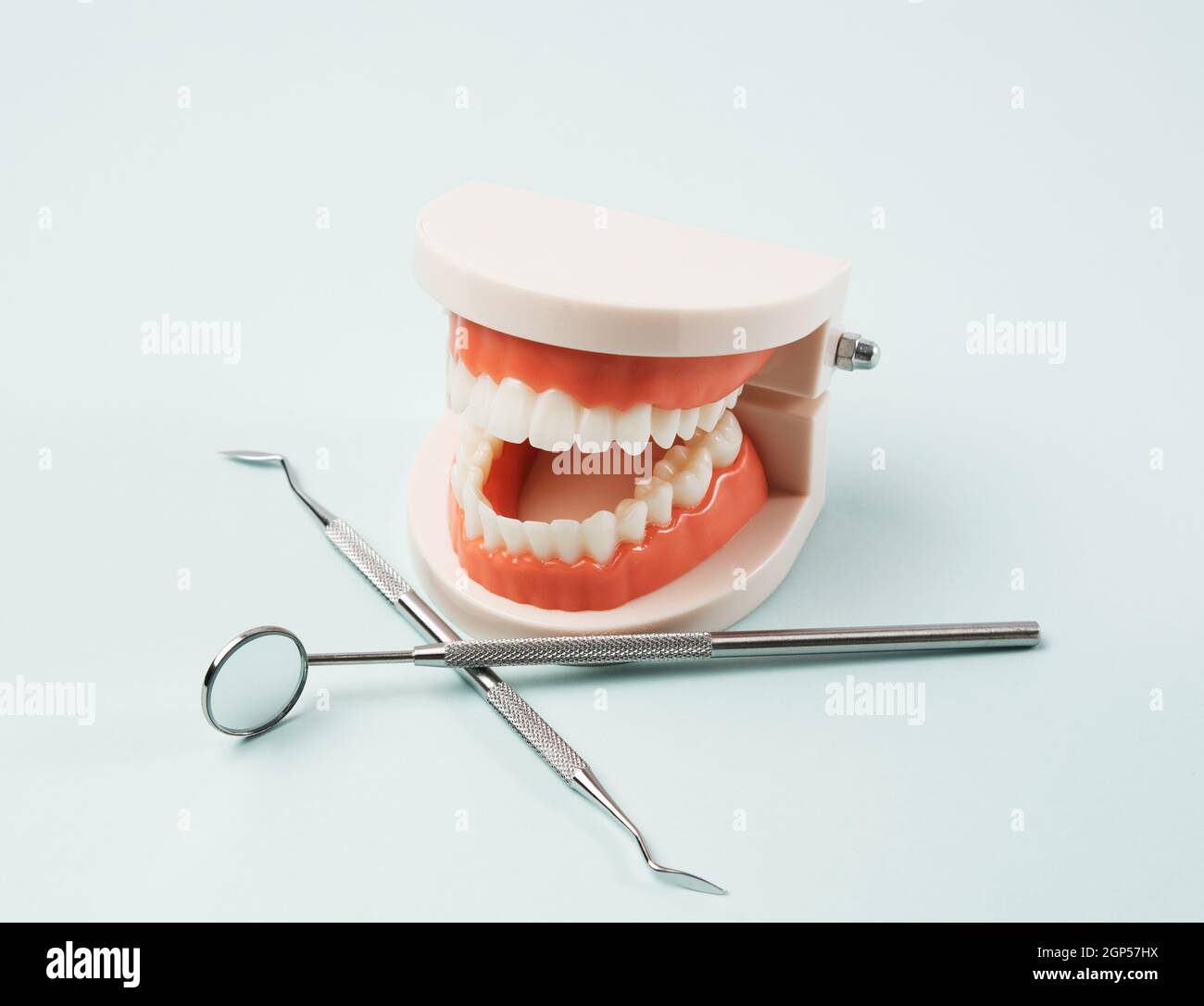 plastic model of a human jaw with white teeth and various dental ...