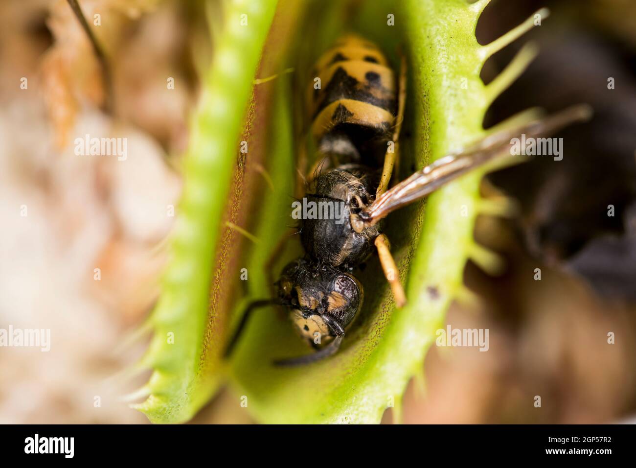Fly trap with insect food caught and digested Stock Photo - Alamy