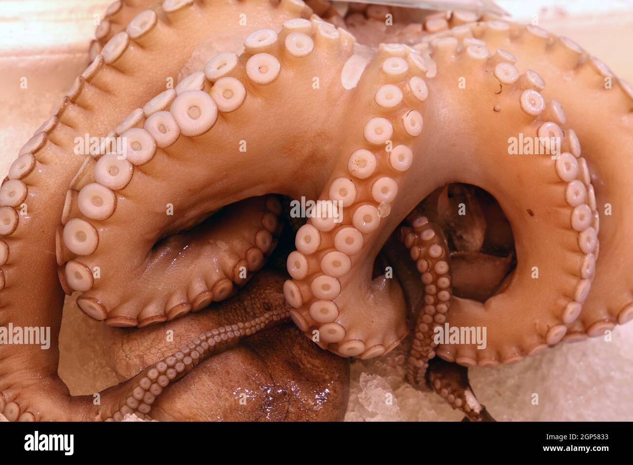 Octopus with cuttle fish hi-res stock photography and images - Alamy