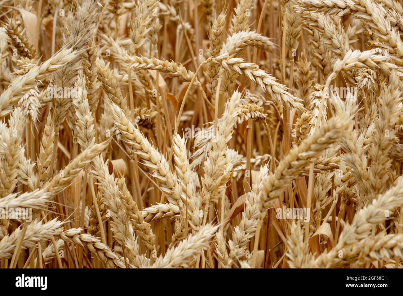Wheat Field Perspective - Cereals, Harvesting. Farm grows spring wheat ...
