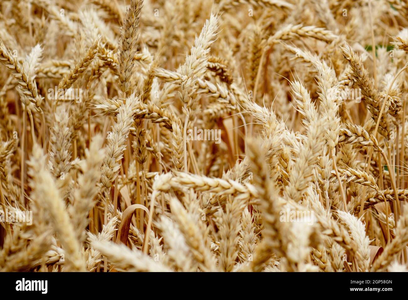 Wheat Field Perspective - Cereals, Harvesting. Farm grows spring wheat ...
