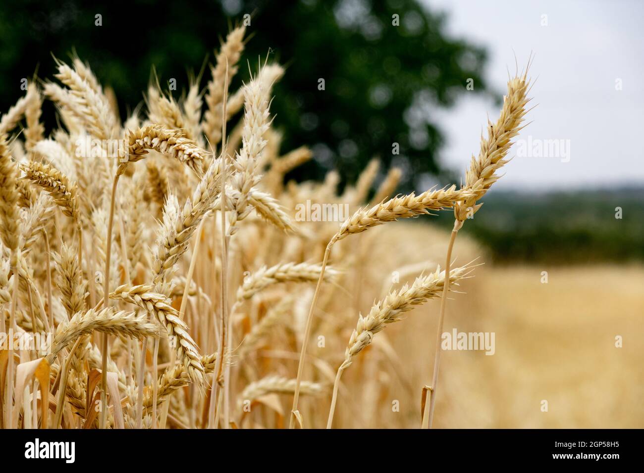 Wheat Field Perspective - Cereals, Harvesting. Farm grows spring wheat ...