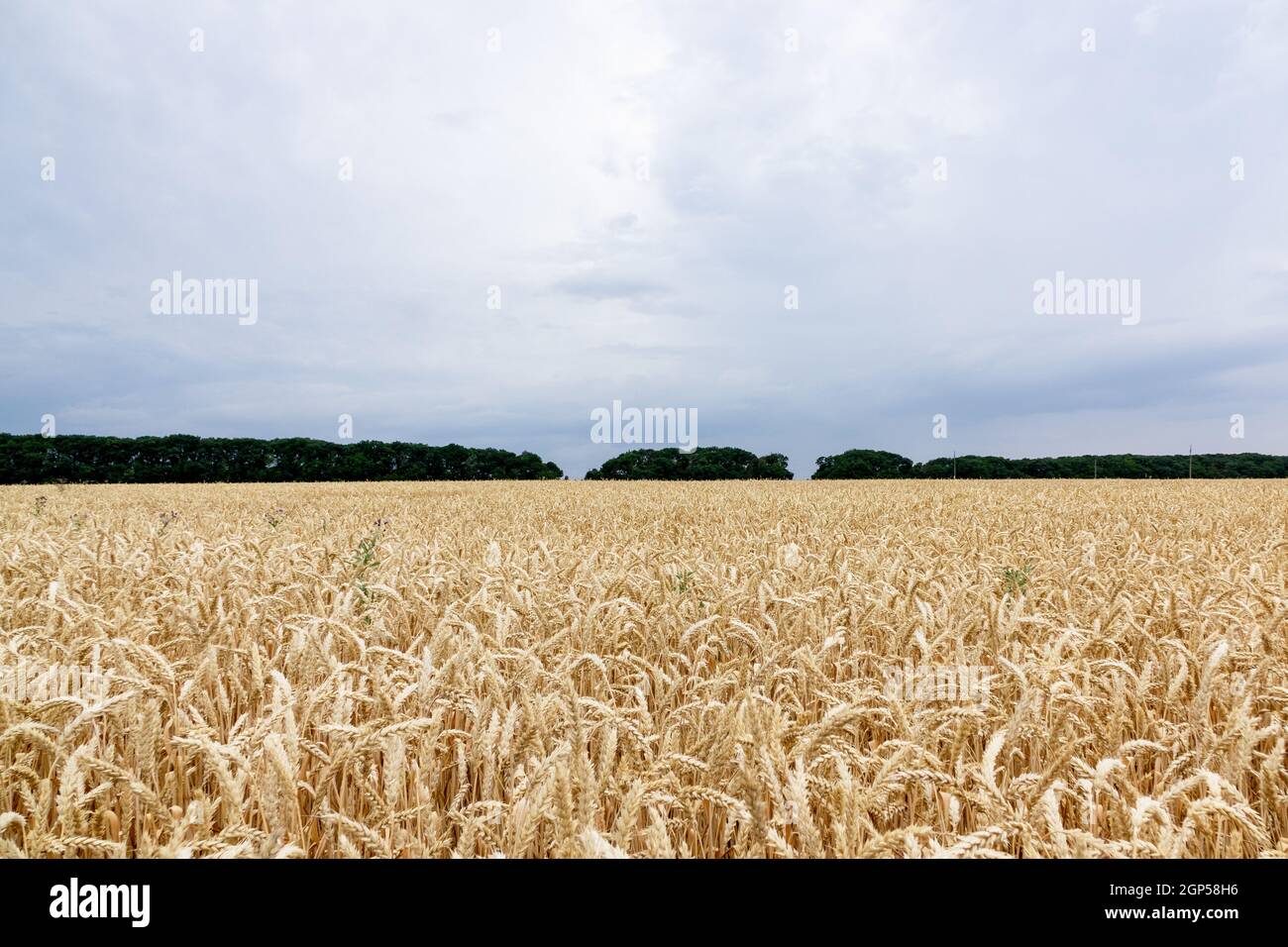 Wheat Field Perspective - Cereals, Harvesting. Farm grows spring wheat ...