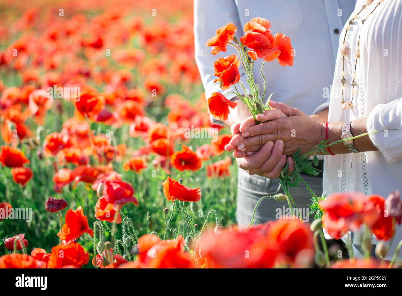 Cmall bouquet of red poppies in hands of a man. Several stems of poppy ...