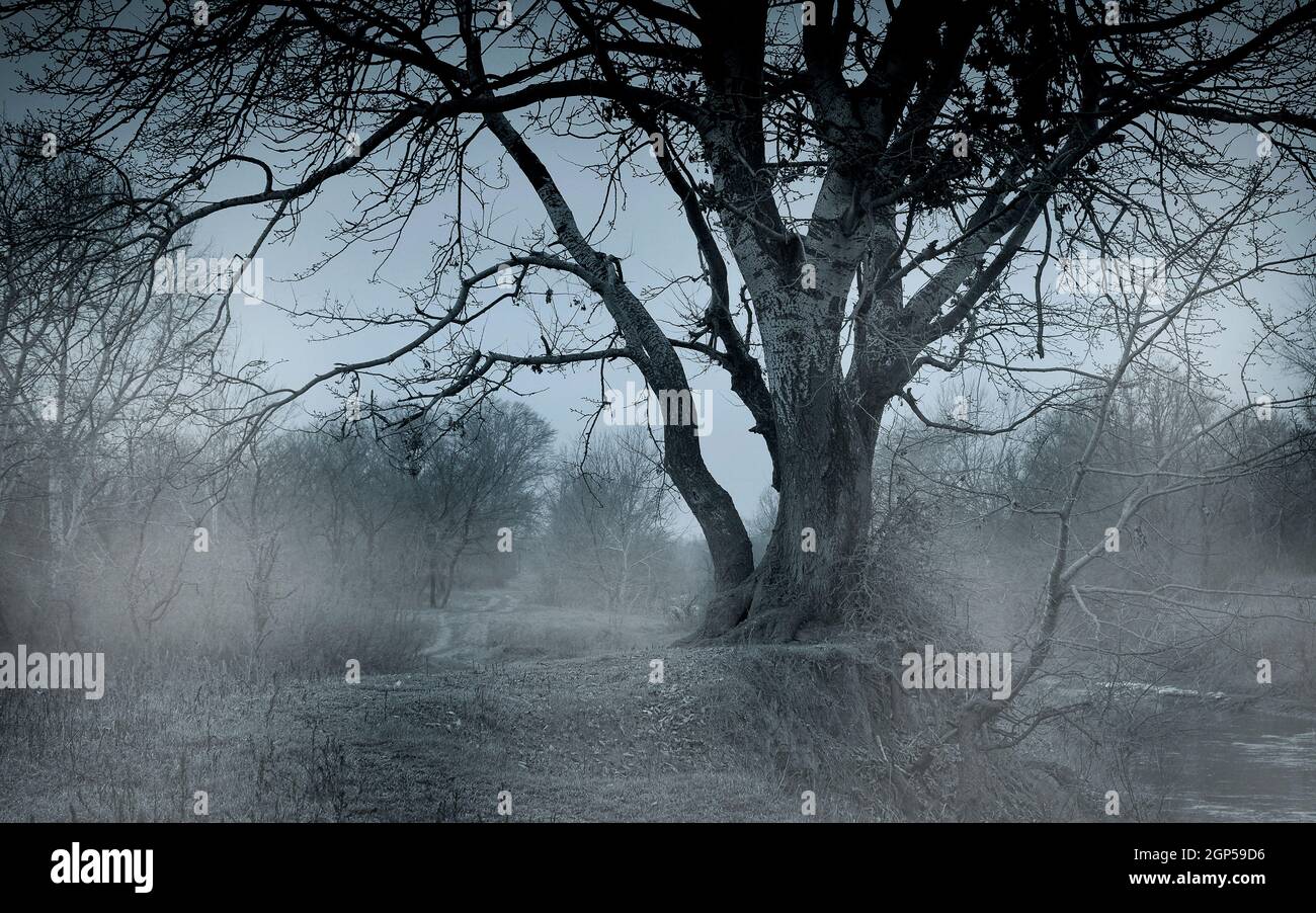 Gloomy forest landscape in deep autumn in dense fog. Large spreading ...