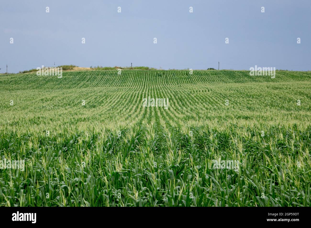 Wide field of young green corn stretches into distance. Growing corn on ...