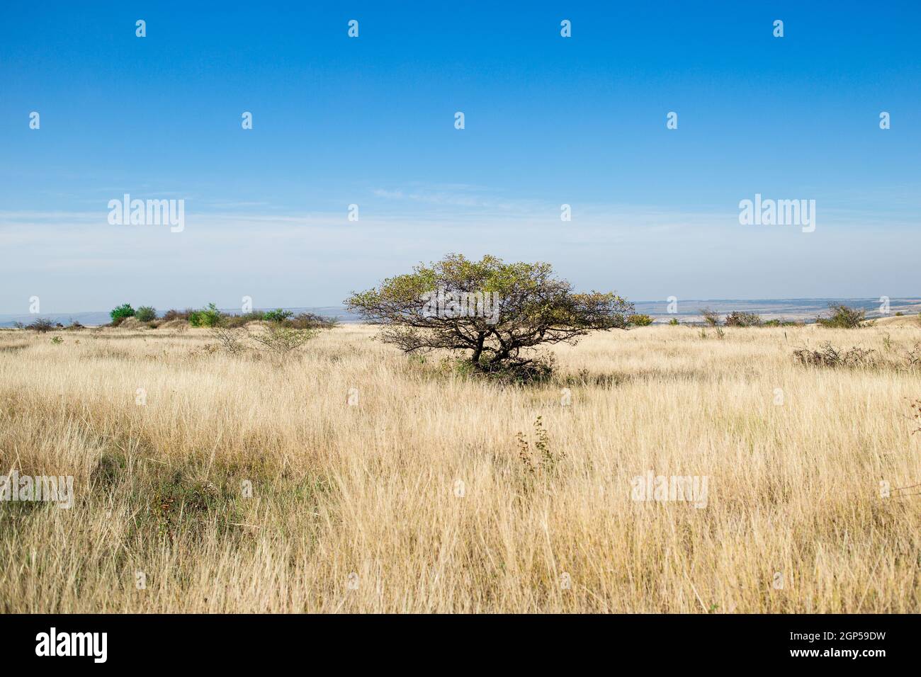 Large desert plain, landscape covered with dry grass. lonely savanna ...