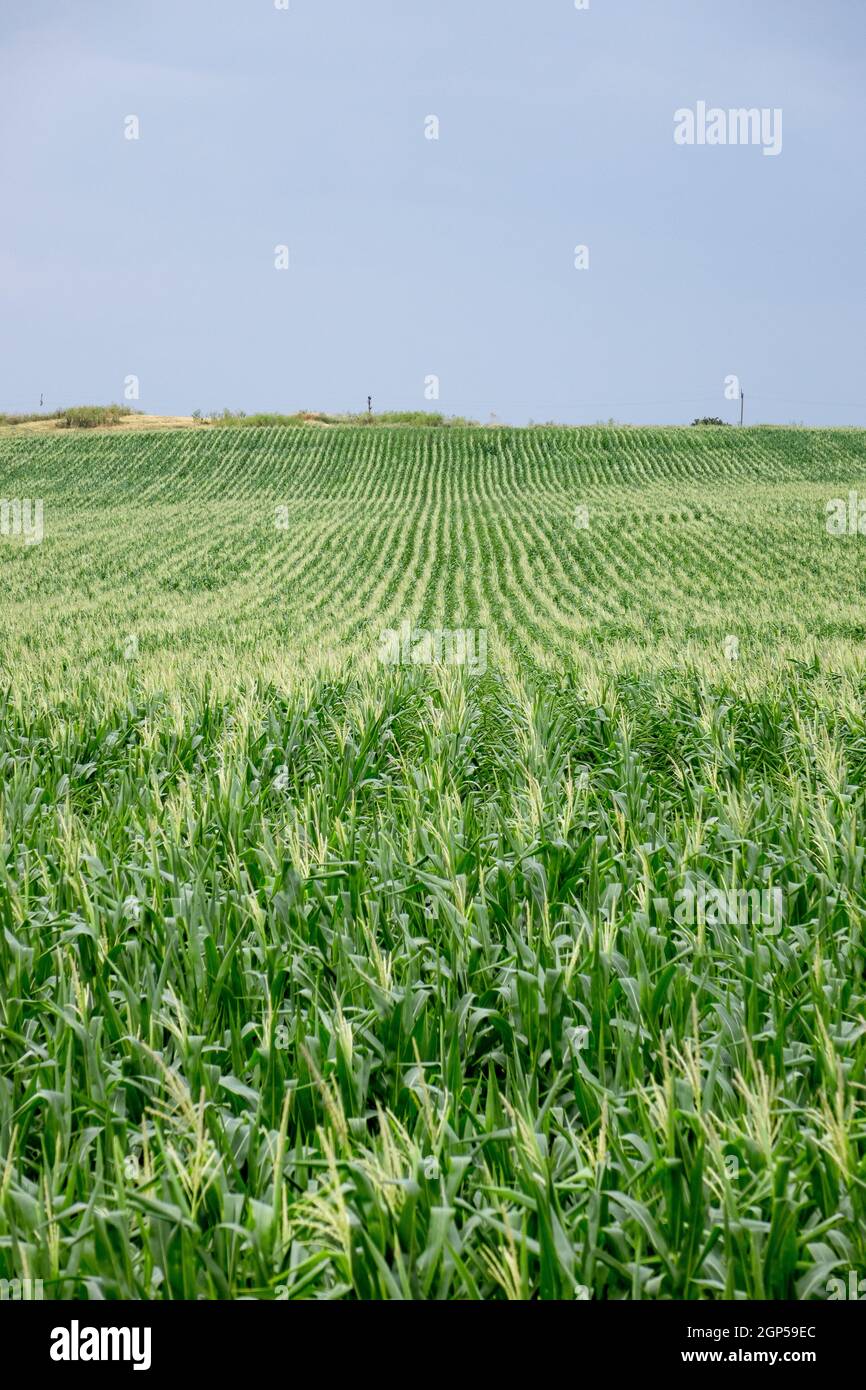 Wide field of young green corn stretches into distance. Growing corn on ...