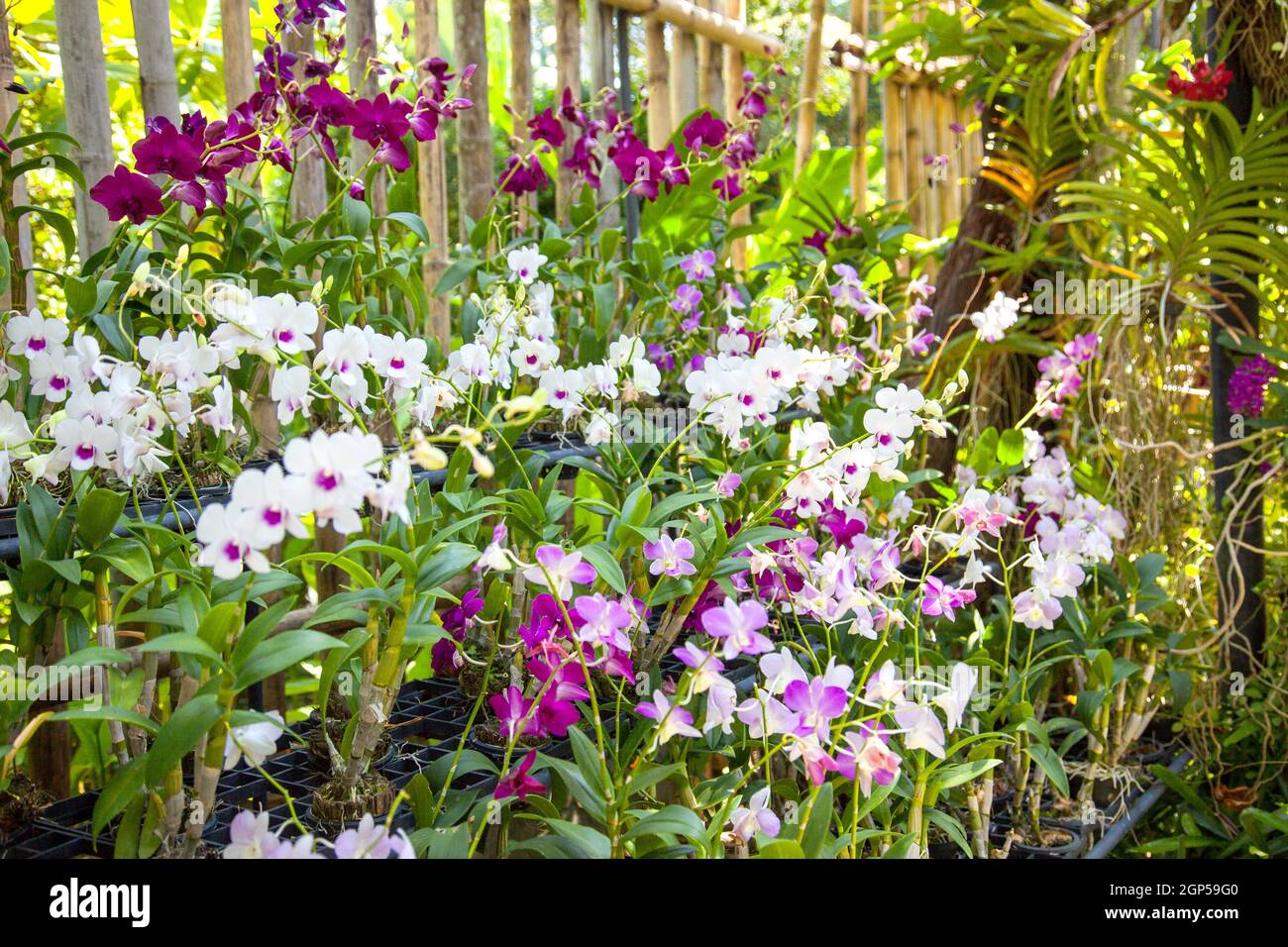 Beautiful pink flowering trees in Greece in Halkidiki. White and pink ...