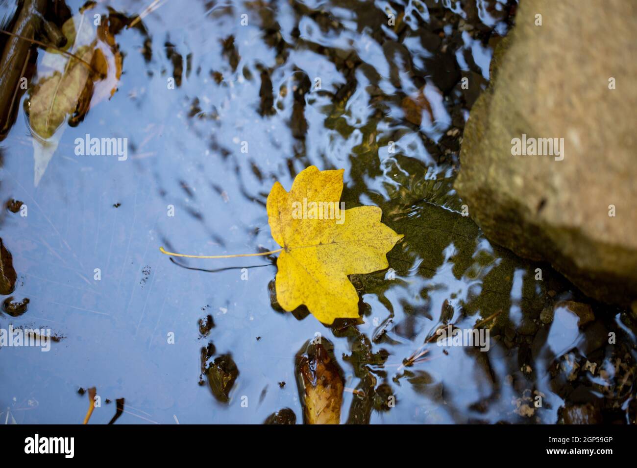 Bright yellow maple tree leaf close-up on blurred background. Bright ...