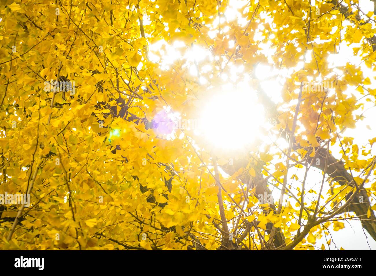 Ginkgo Shrine outer garden ginkgo row of trees. Shooting Location ...