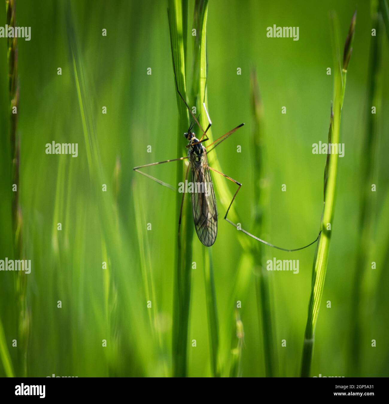 Spring insects hi-res stock photography and images - Alamy