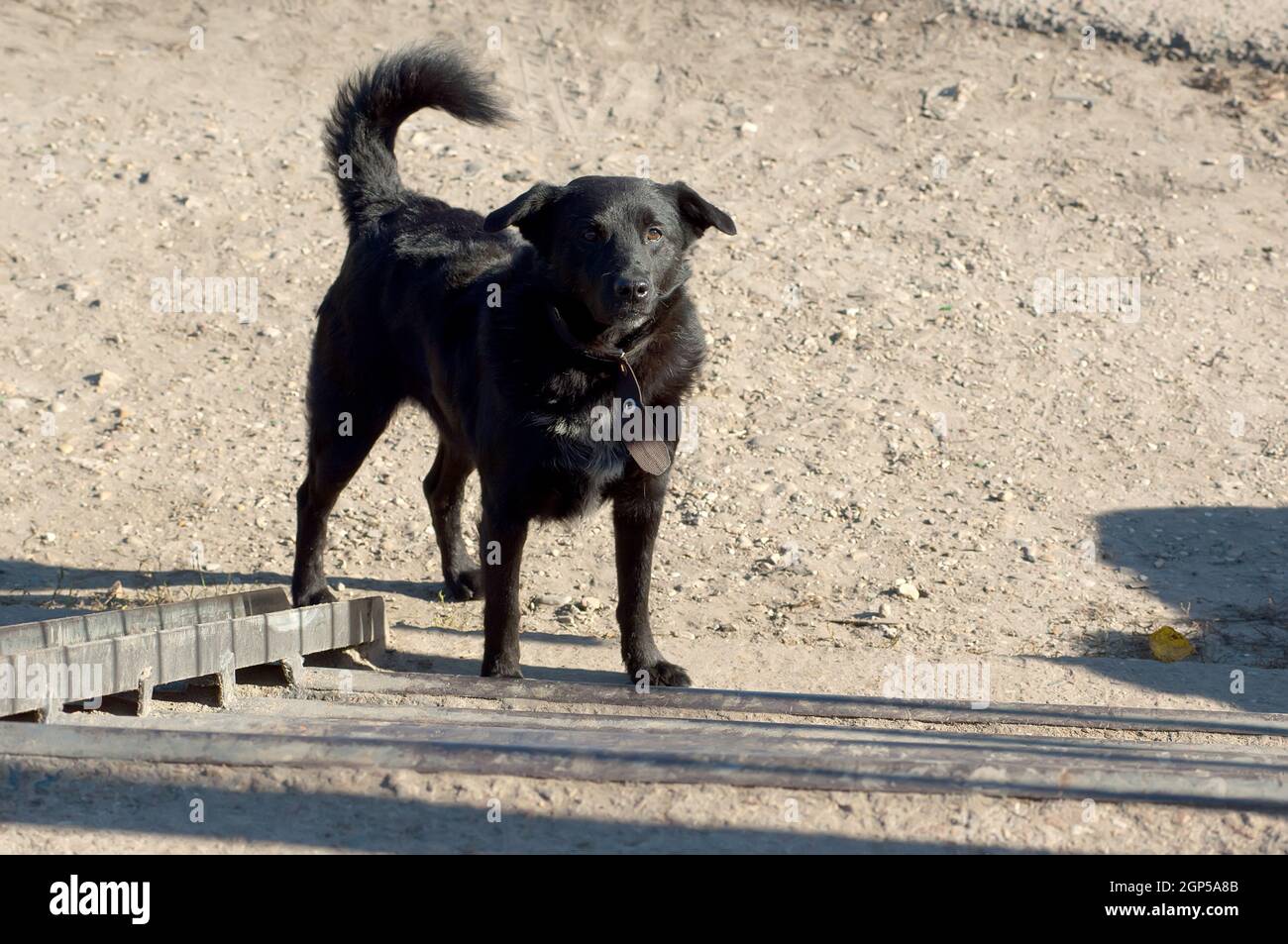 Dog stand on ground and look forward Stock Photo - Alamy