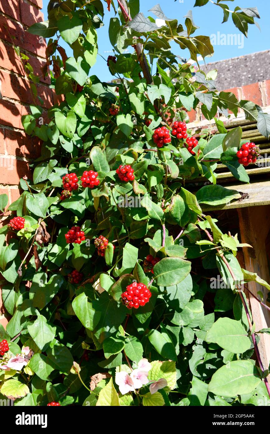 Honeysuckle Berries (Lonicera Periclymenum Stock Photo - Alamy