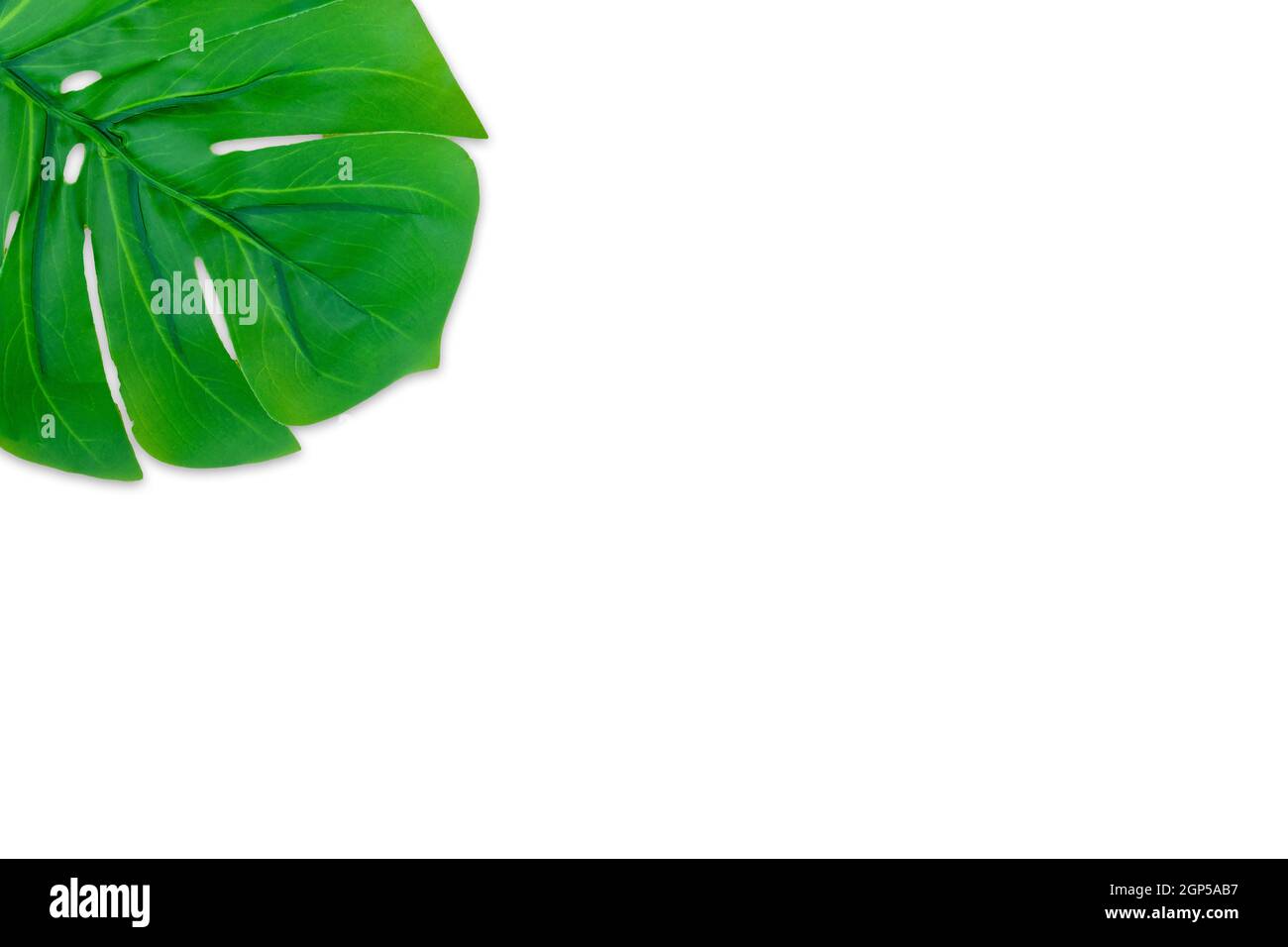 Monstera leaves summer on white background. Copy space concept and top ...