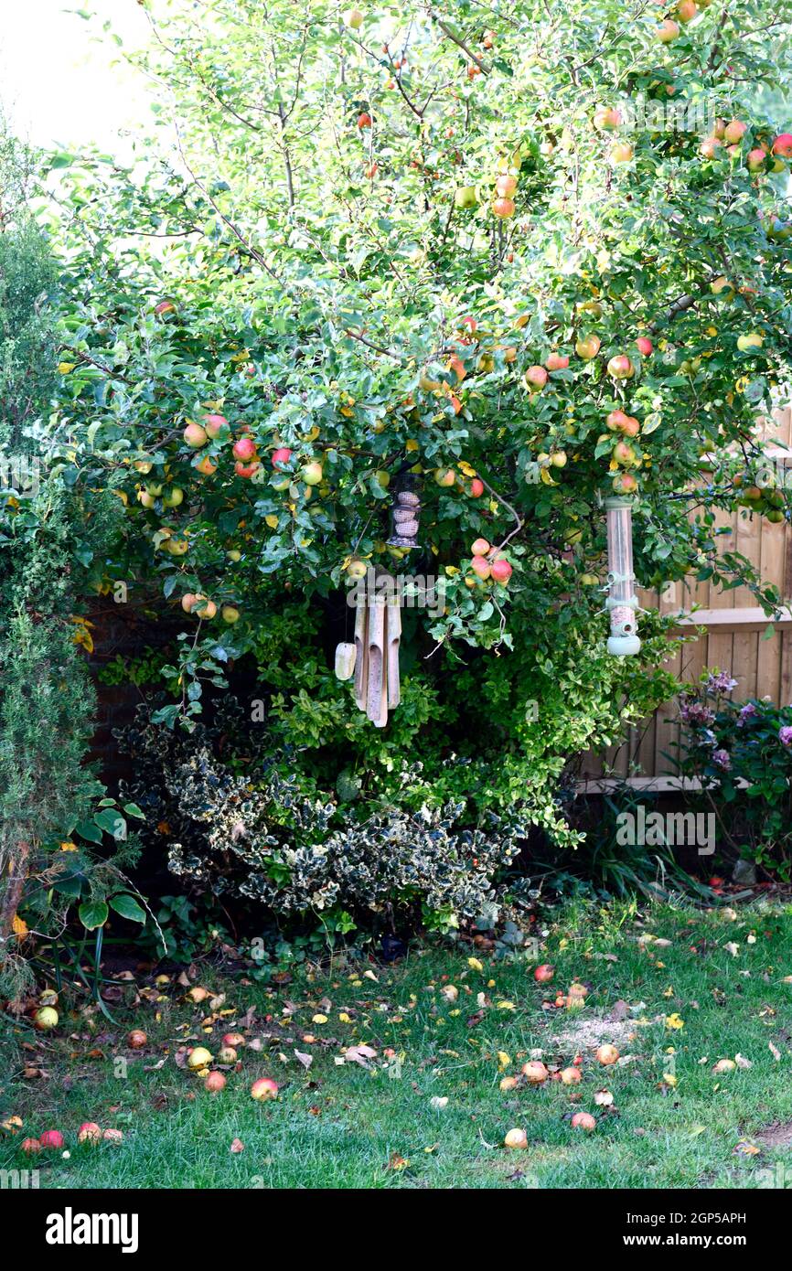 Apple Tree with fallers Stock Photo - Alamy