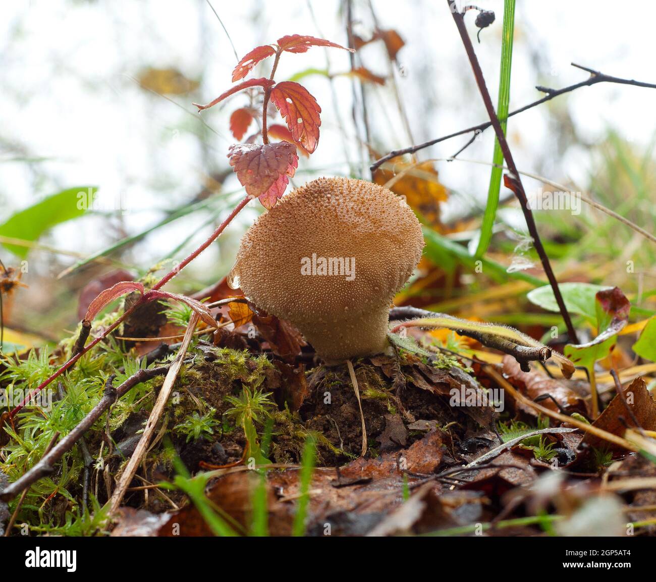Lycoperdon perlatum, commonly known as the common puffball, warted ...
