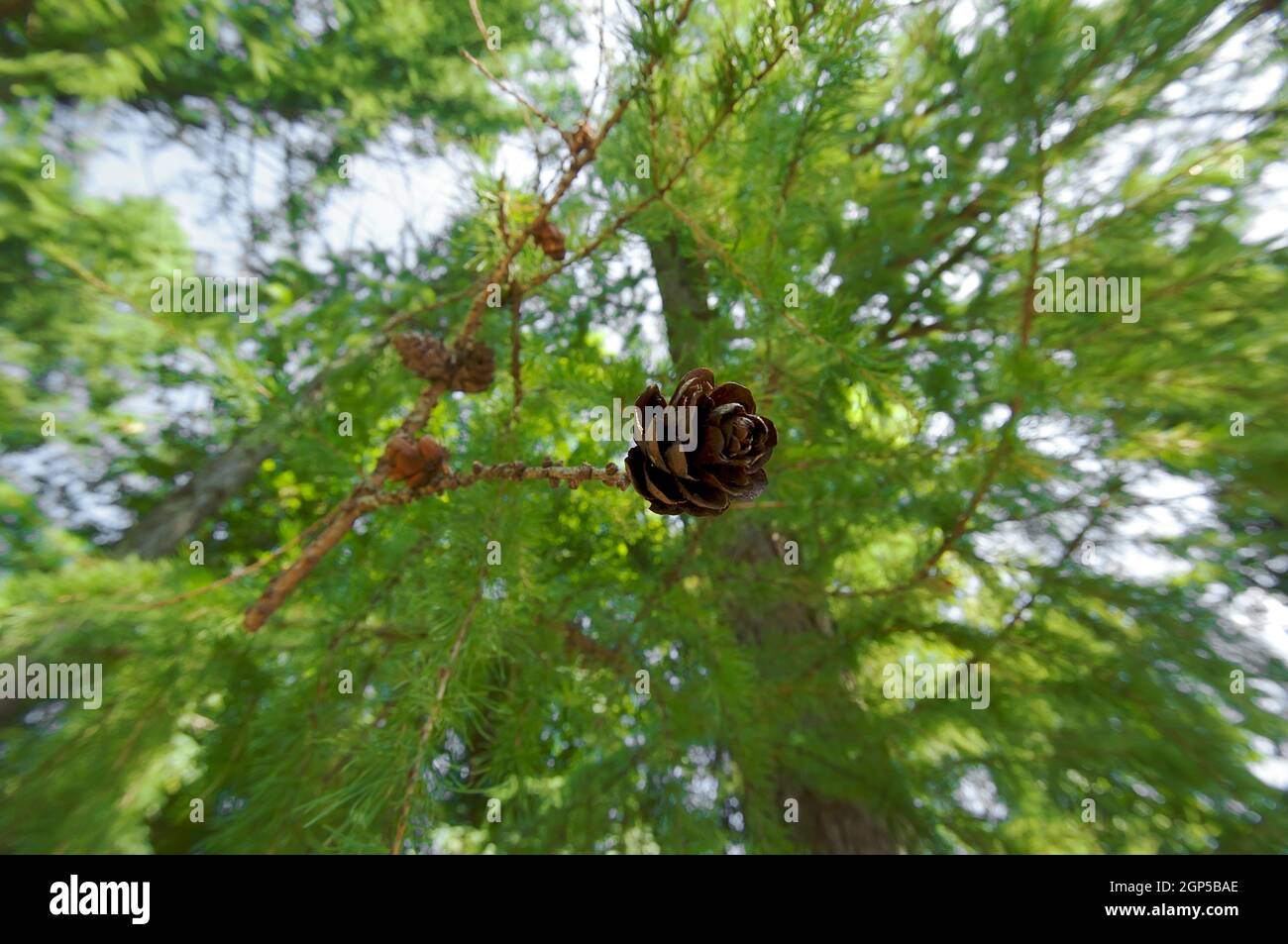 Branch with cone in fisheye view on a forest trees background Stock ...