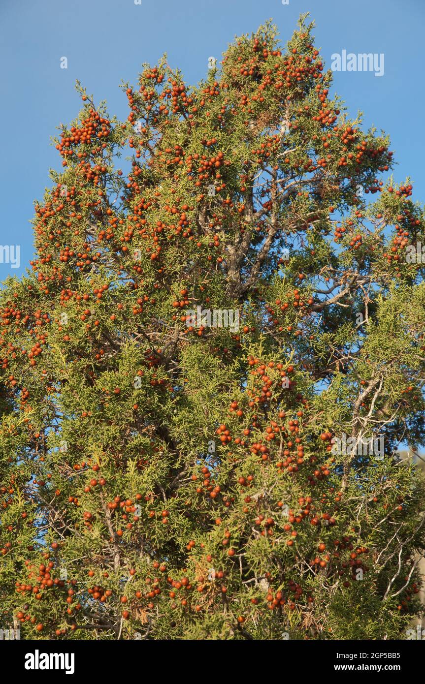 Phoenicean juniper Juniperus phoenicea in the Natural Park of the ...