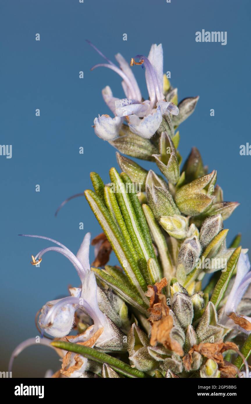 Flowering rosemary Salvia rosmarinus in the Natural Park of the ...