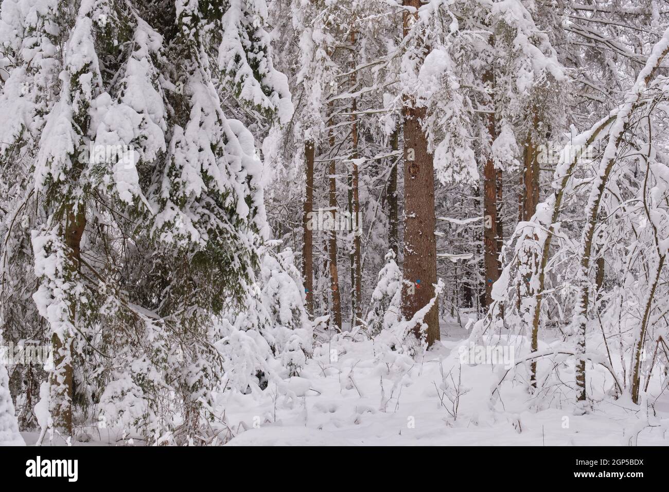 Wintertime landscape of snowy deciduous stand with oak trees in ...