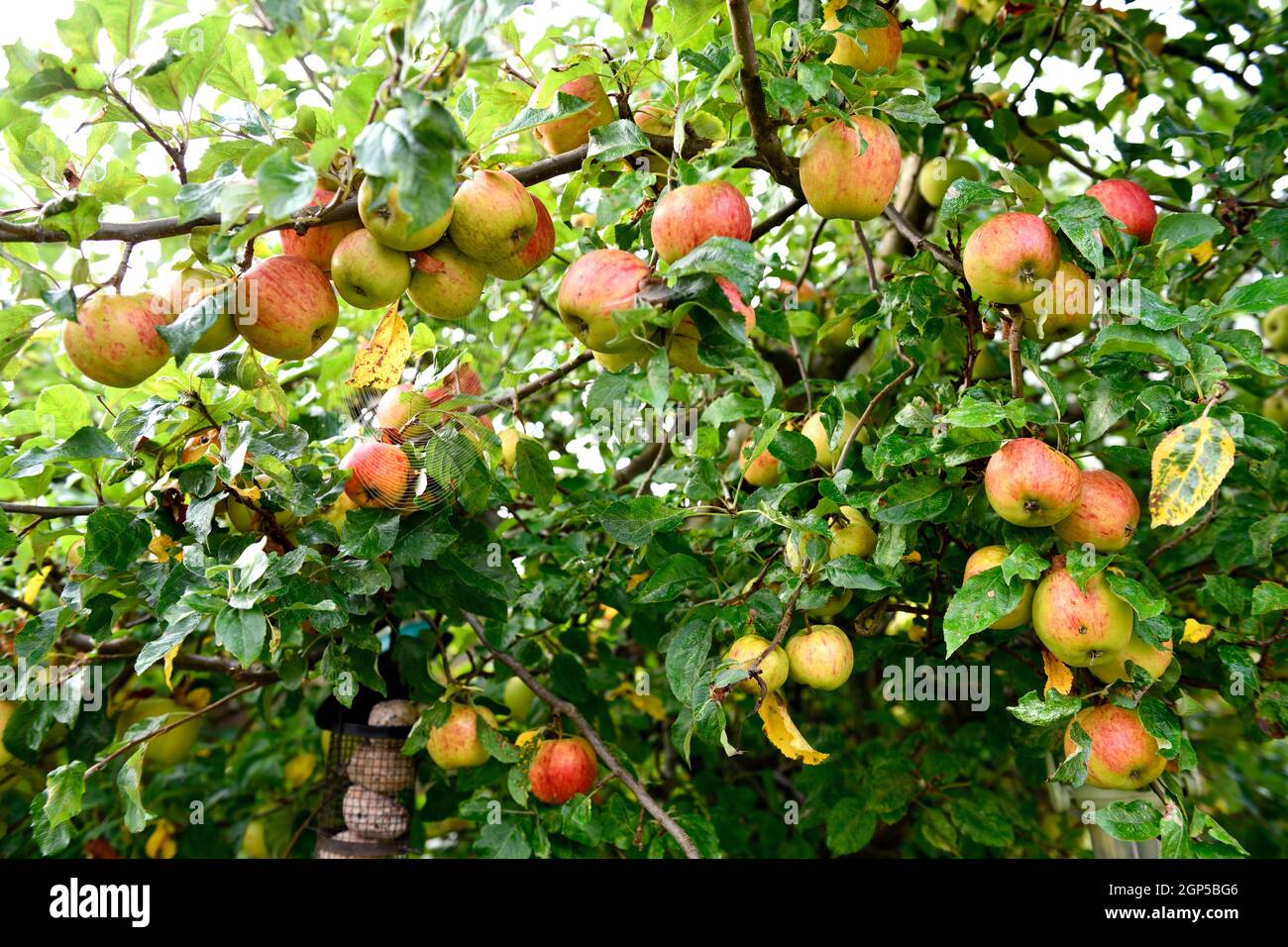 Apple tree hi hi-res stock photography and images - Alamy
