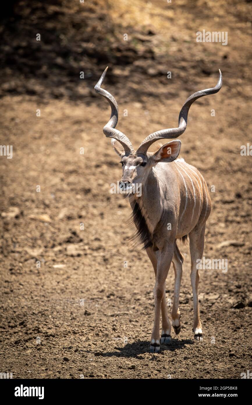 Male greater kudu walks hi-res stock photography and images - Alamy