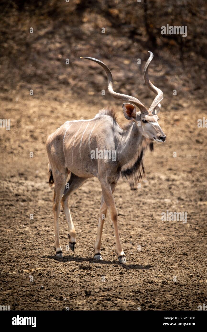 Male greater kudu walking across rocky ground Stock Photo - Alamy