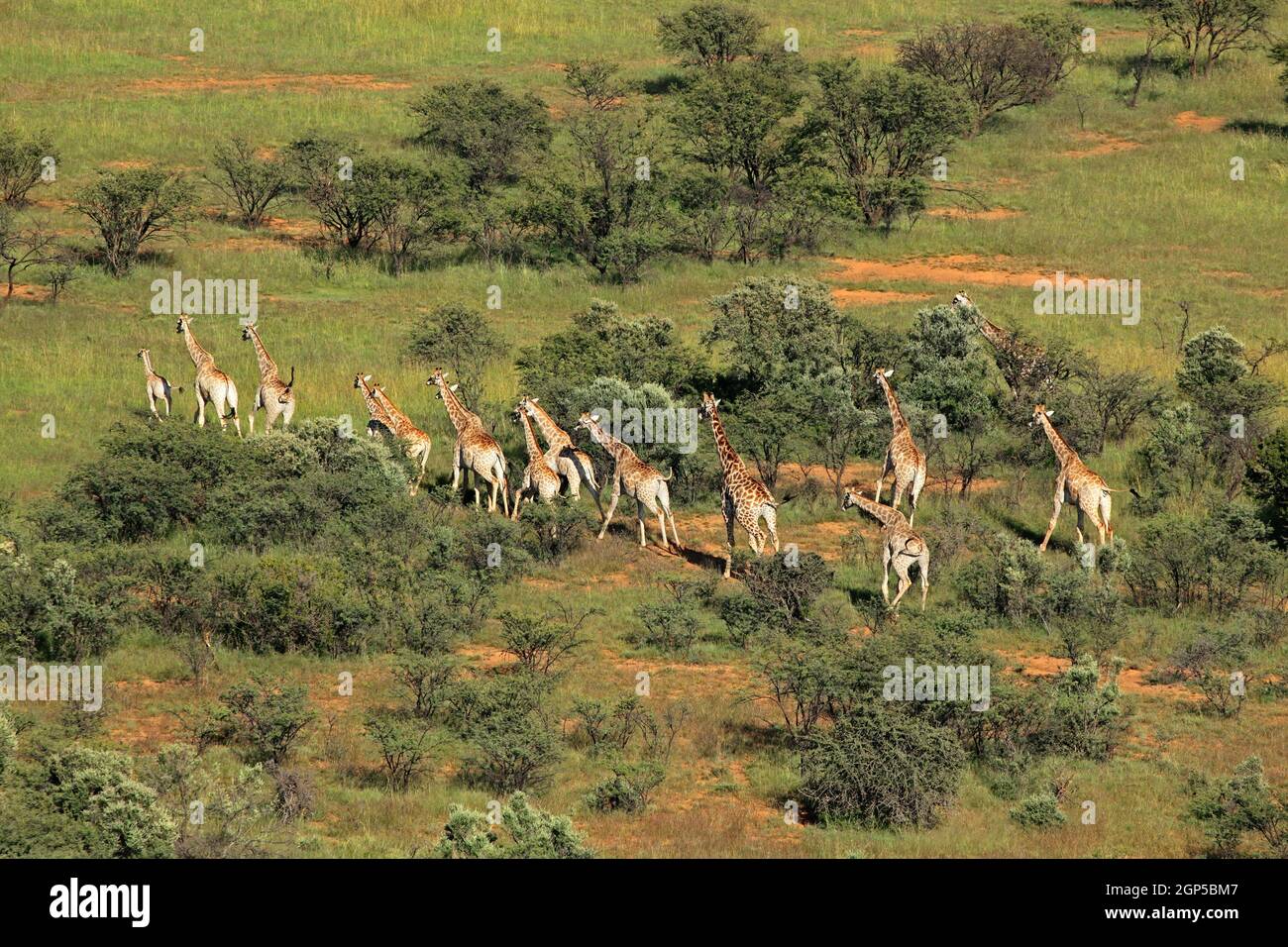Aerial view of a herd of giraffes (Giraffa camelopardalis) in natural ...