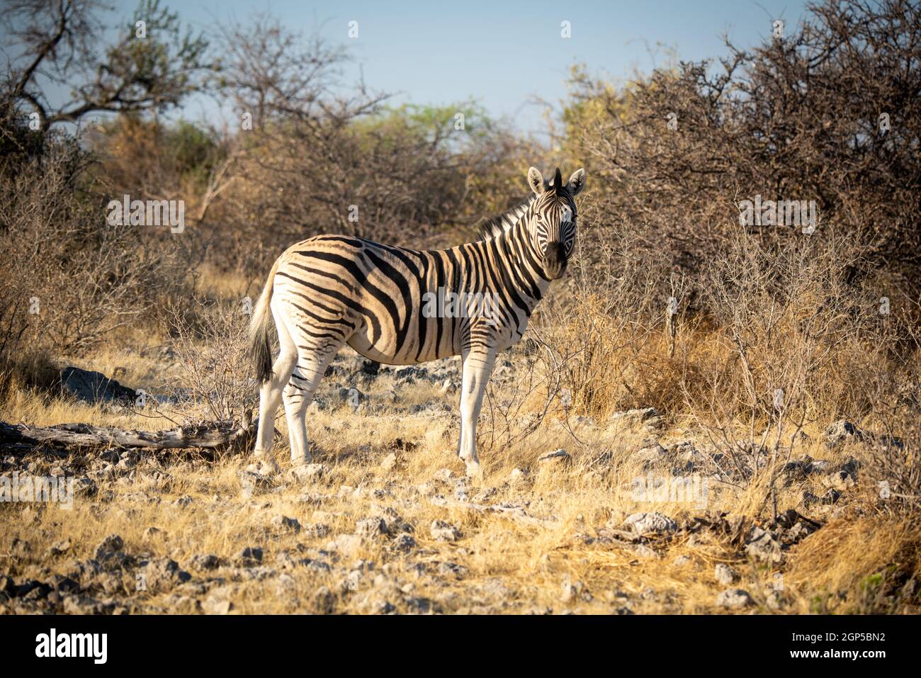 Plains zebra stands amongst bushes turning head Stock Photo - Alamy