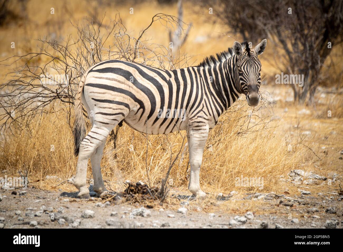 Plains zebra stands in profile turning head Stock Photo - Alamy