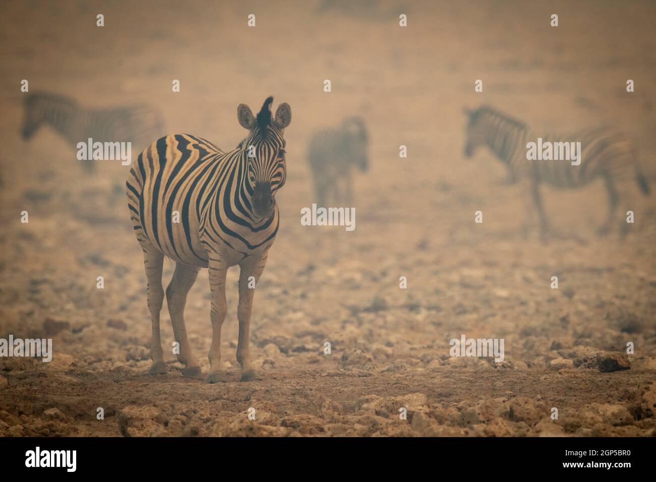 Plains zebra stands among rocks in smoke Stock Photo - Alamy