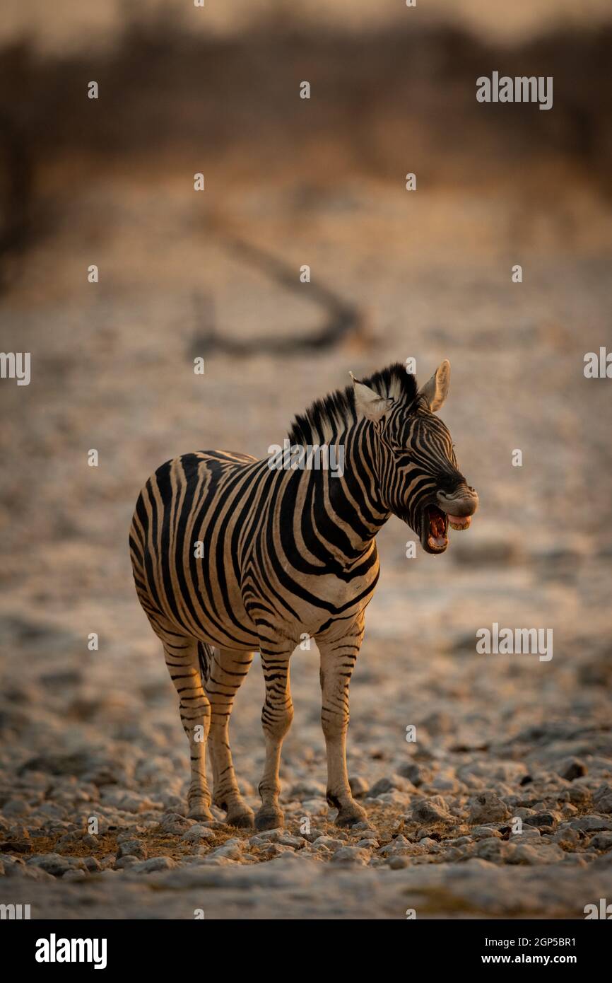 Plains zebra stands barking on rocky pan Stock Photo - Alamy