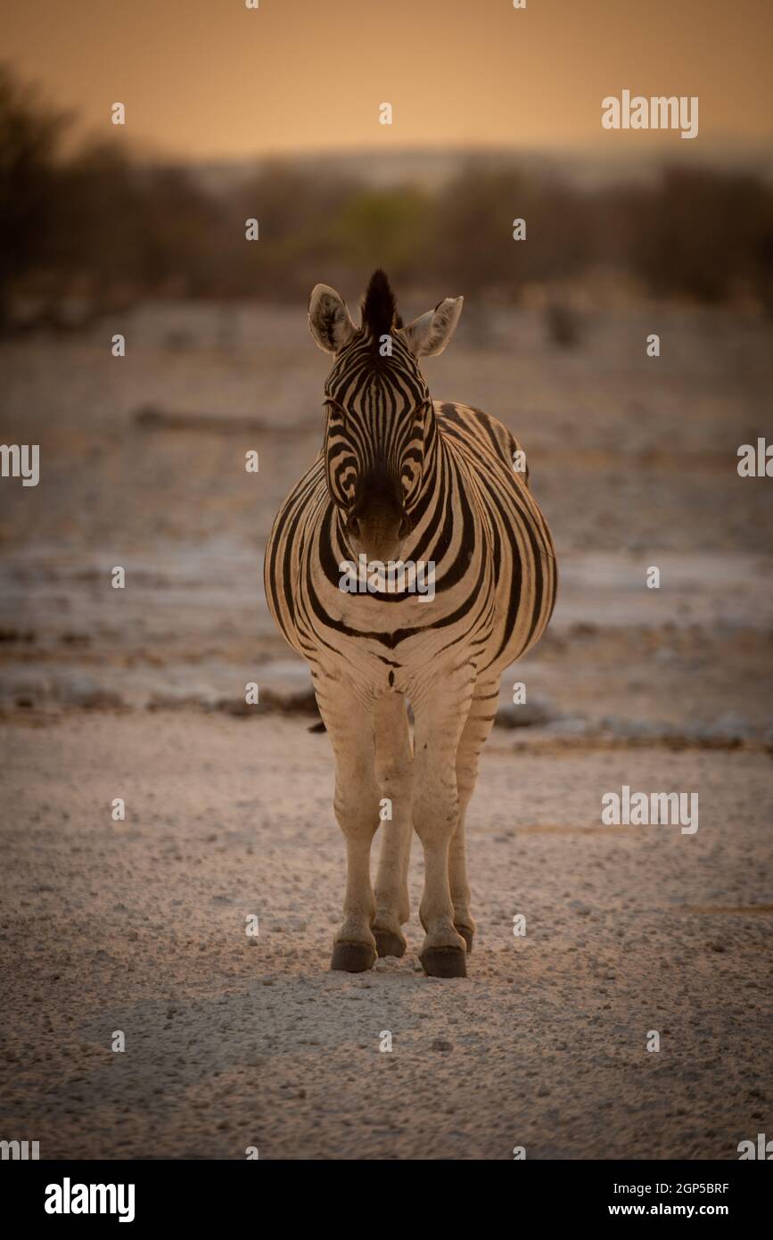 Plains zebra stands on pan facing camera Stock Photo - Alamy