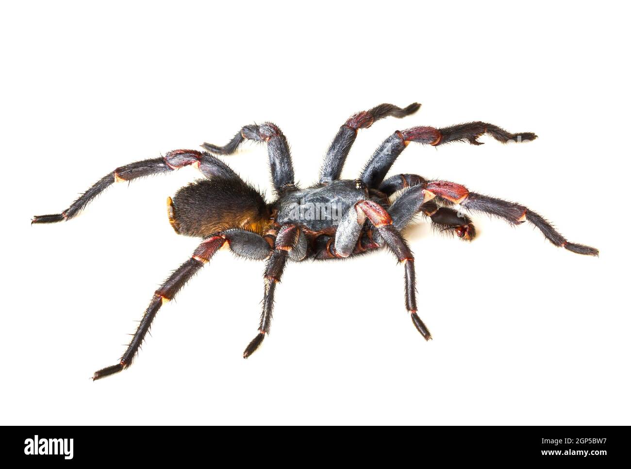 Asian species Spider Tarantula the scientific name is Haplopelma minax ...