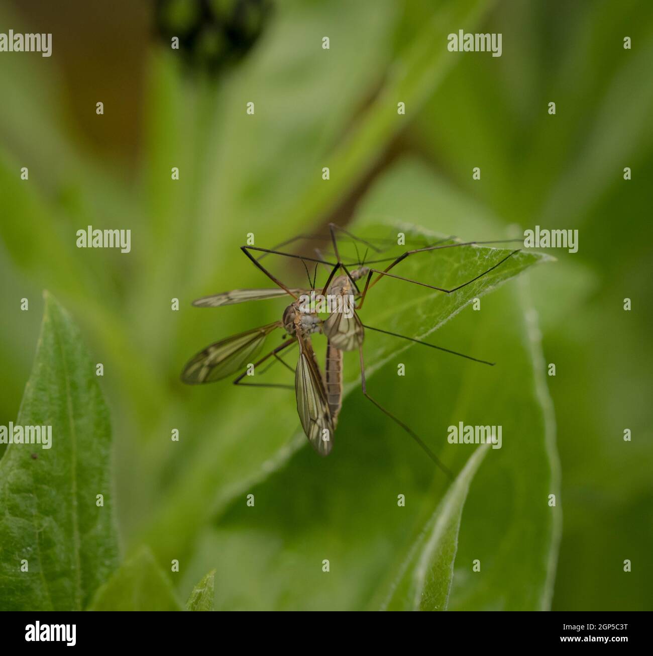 Spring insects hi-res stock photography and images - Alamy