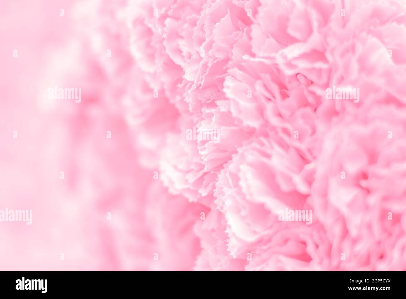 Selective focus Beautiful Pink flowers background . abstract soft sweet ...